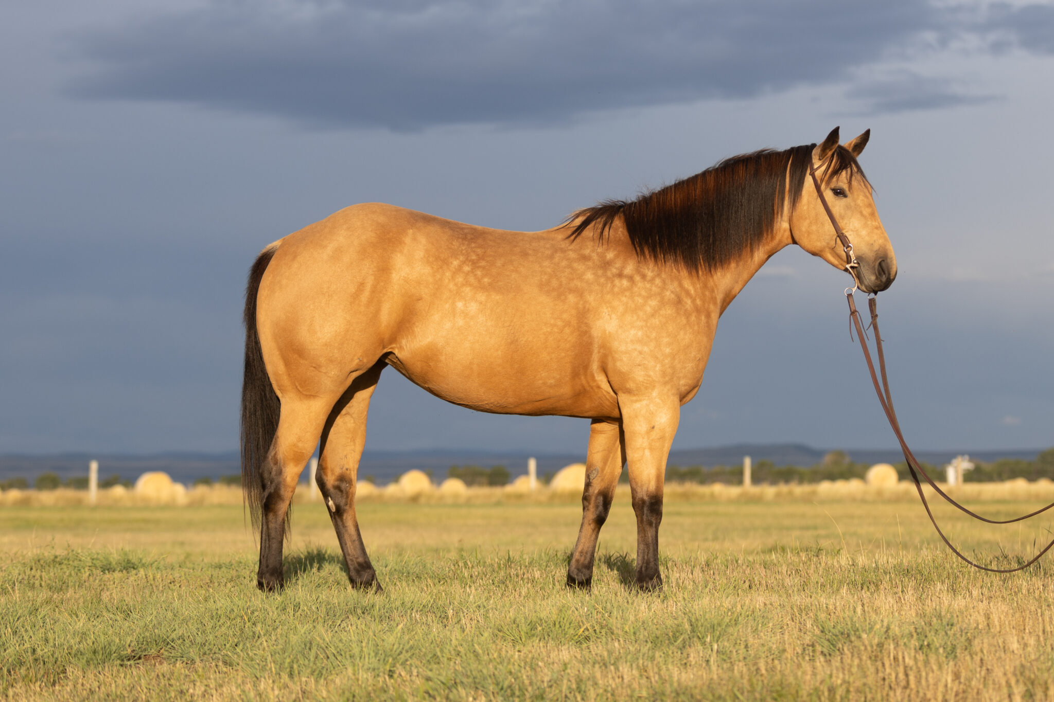 2026 Sale Horses - Art of the Cowgirl