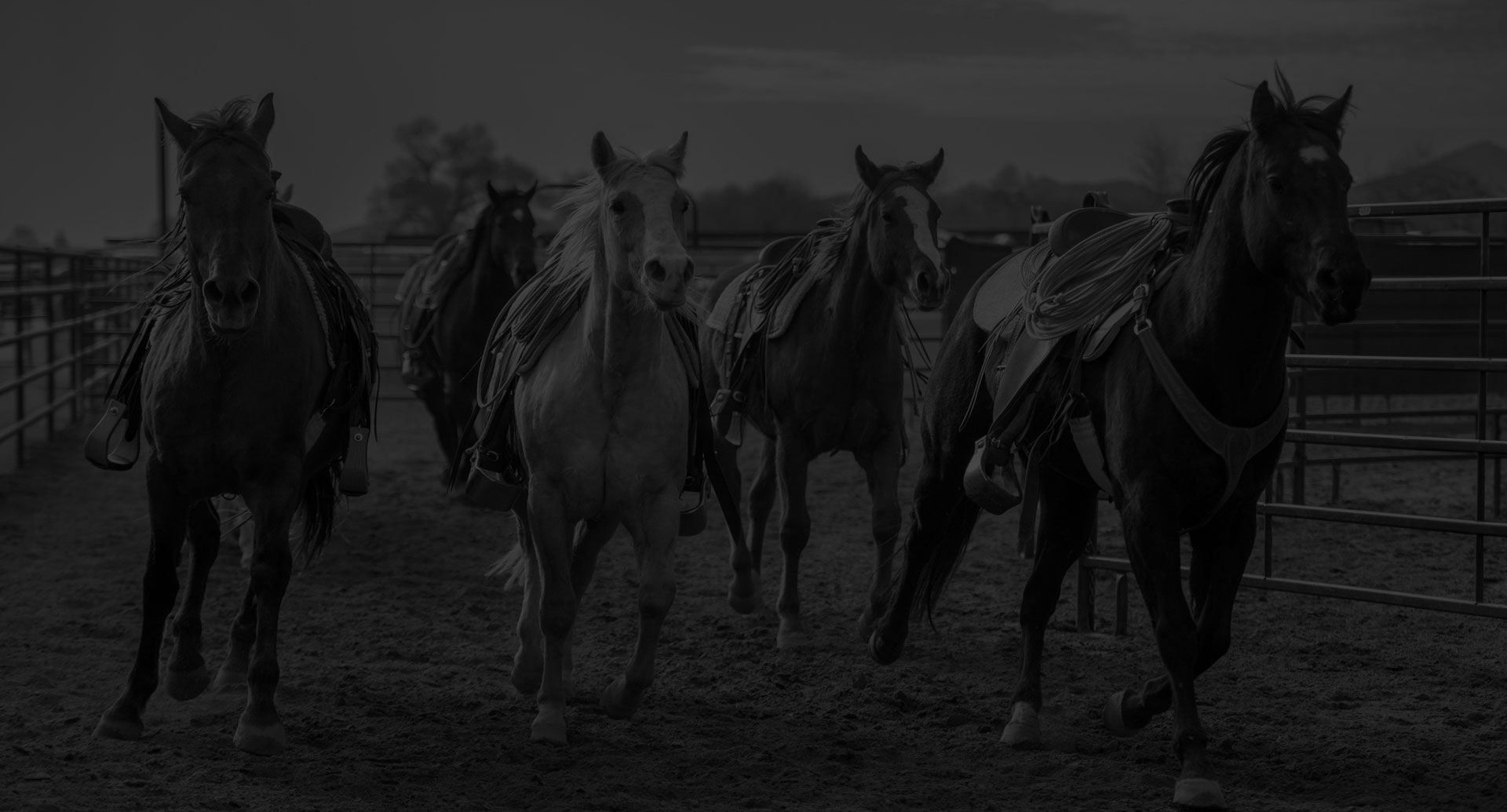Daybreak Colt Starting Challenge - Art of the Cowgirl